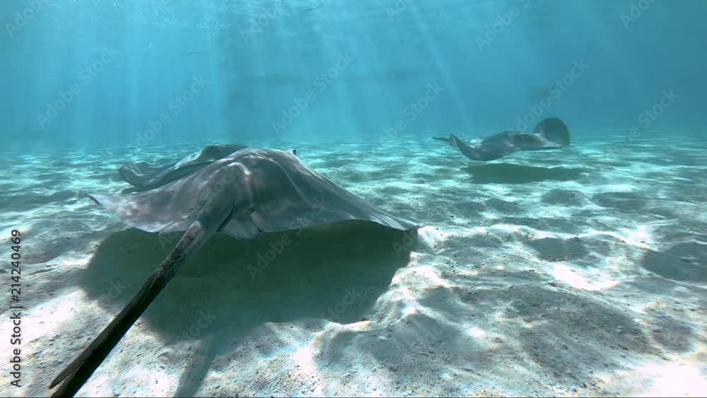 snorkeling in a lagoon with fish ray, French Polynesia Stock Video ...