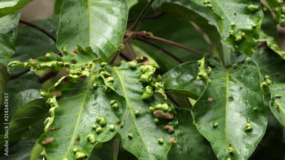 Sentul leaf disease (Aceria sandorici, Nalepa). Insects absorb water in ...