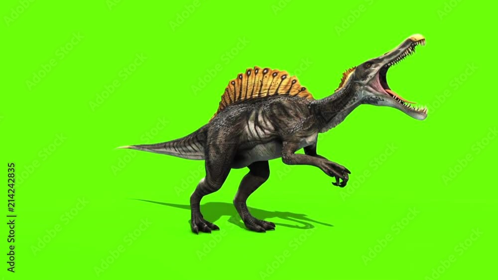 Spinosaurus Walks Dinosaurs Green Sceen 3D Rendering Animation Stock ...