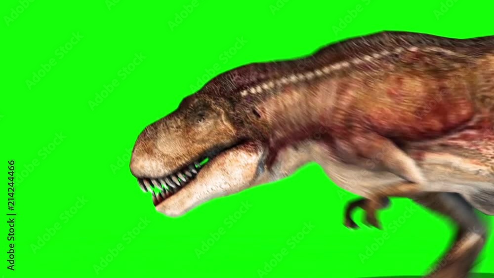 Tyrannosaurus T-Rex Runcycle Side Green Screen 3D Rendering Animation ...