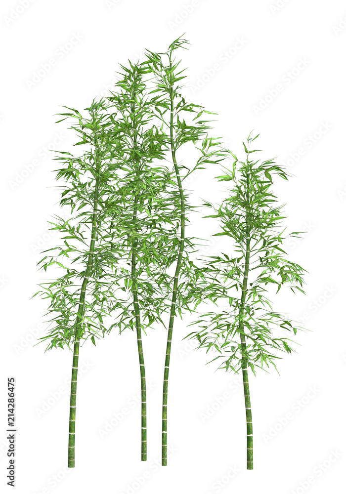 bamboo, tree, 3d, wood, china, garden, decoration, japan, forest ...