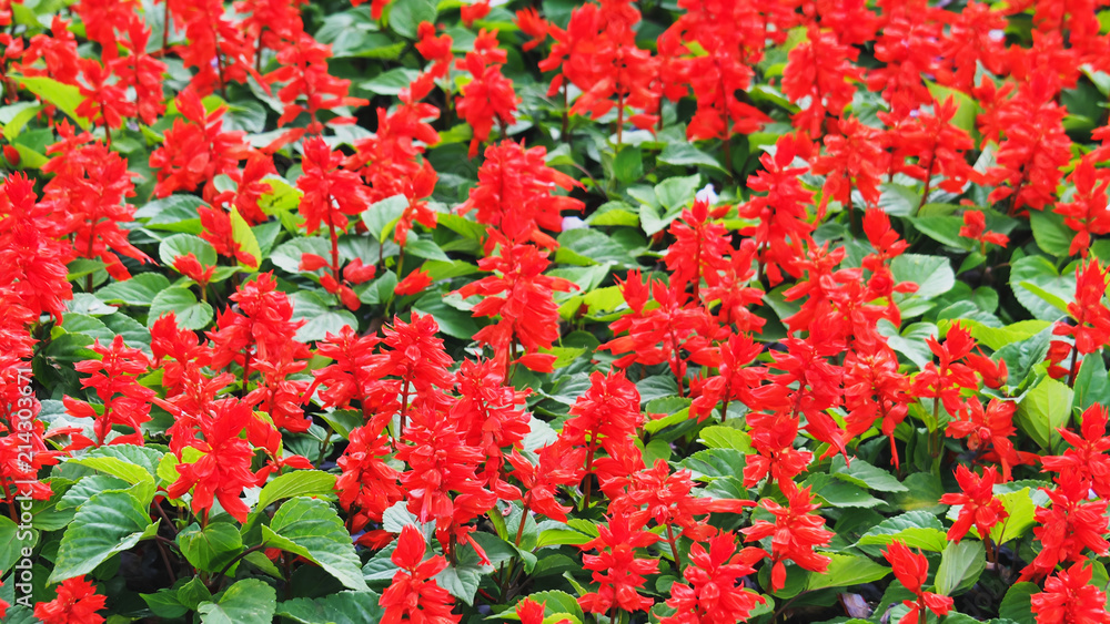Beautiful Group of Vivid Red Salvia Splendens / Scarlet Sage / Tropical ...