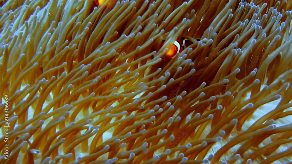 False Clown fish family known as nemo fish on pink-green Anemone Stock ...