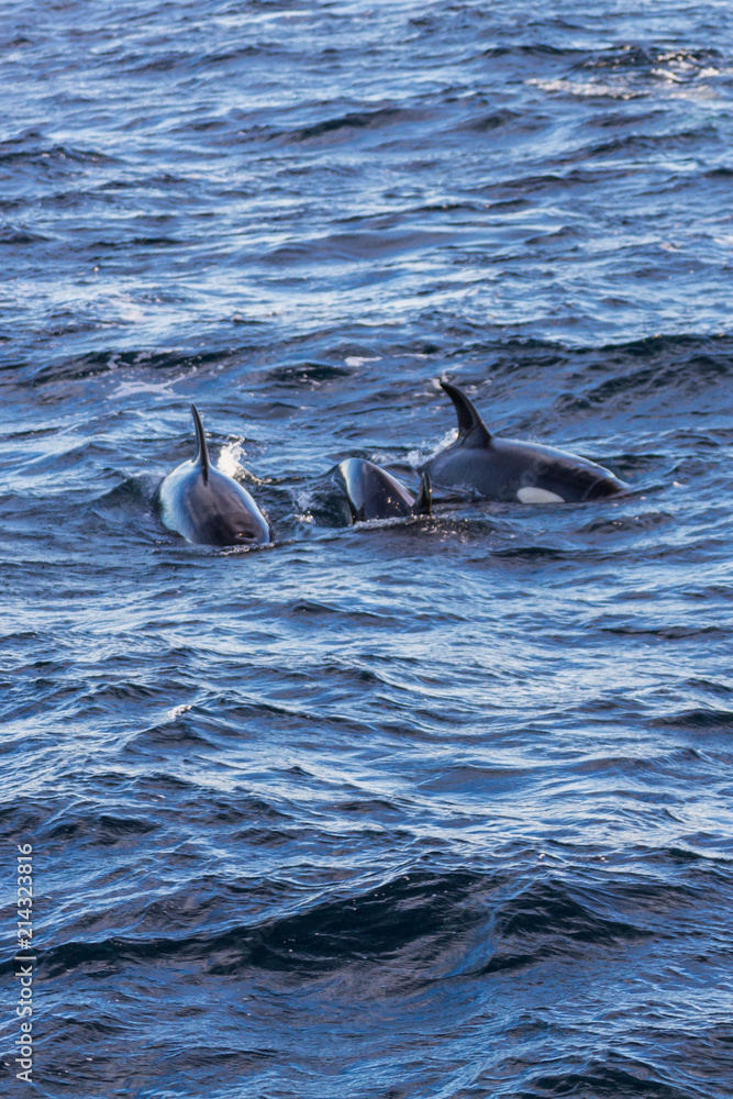 Orcas pilot whales taken at the atlantic near andenes lofoten Stock ...