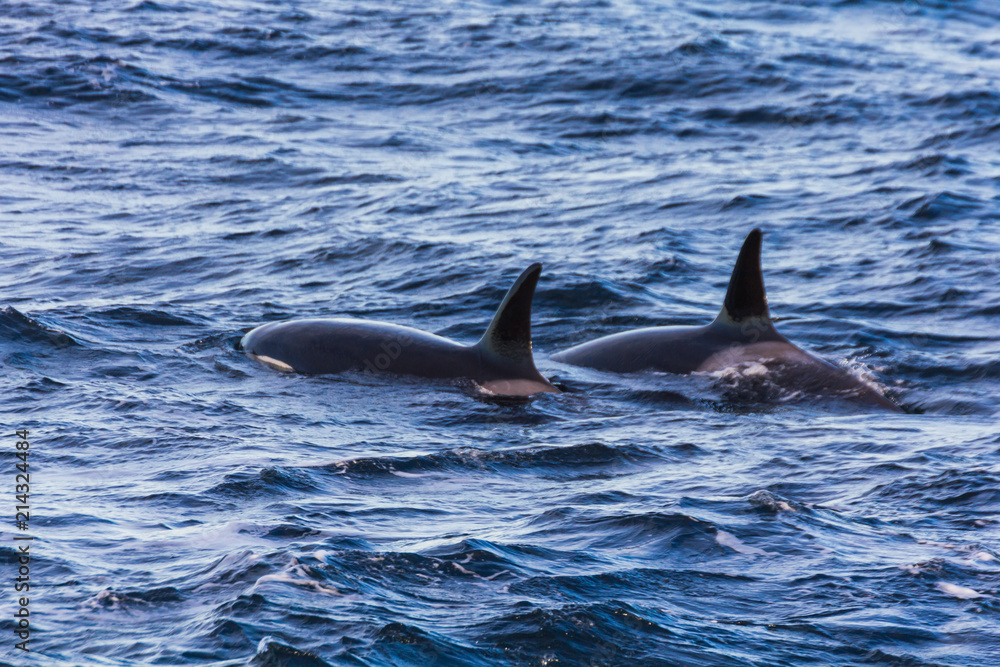 Orcas pilot whales taken at the atlantic near andenes lofoten Stock ...