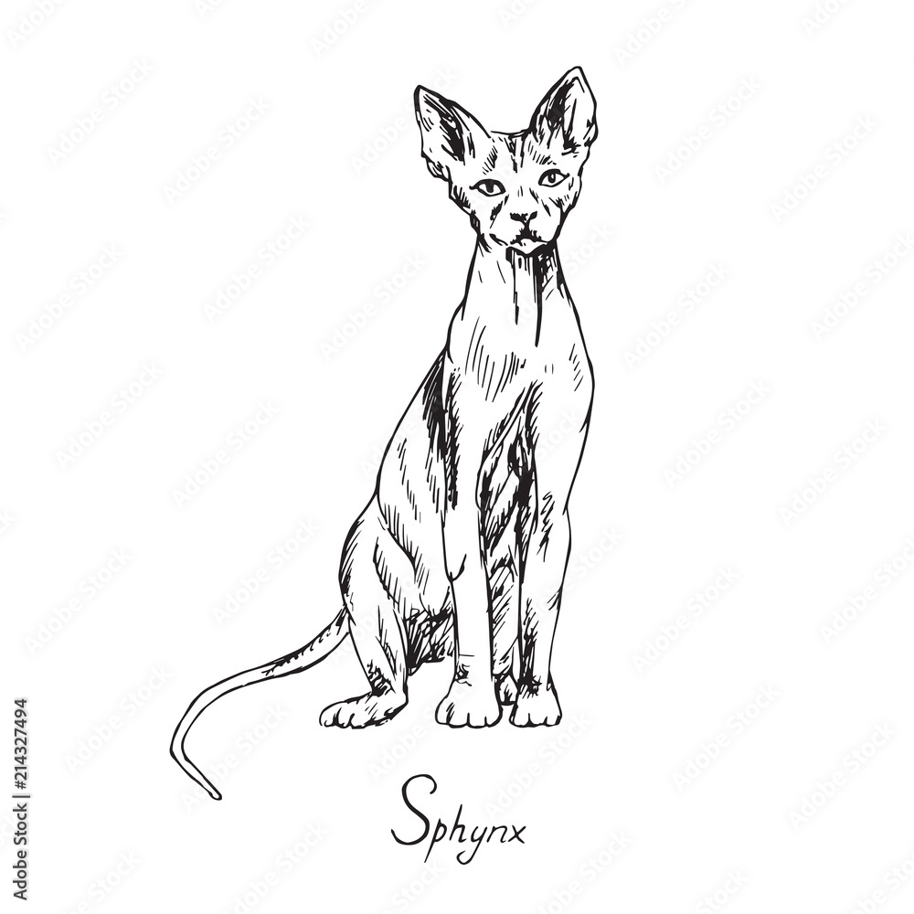 Vetor do Stock: Sphynx, cat breeds illustration with inscription, hand ...