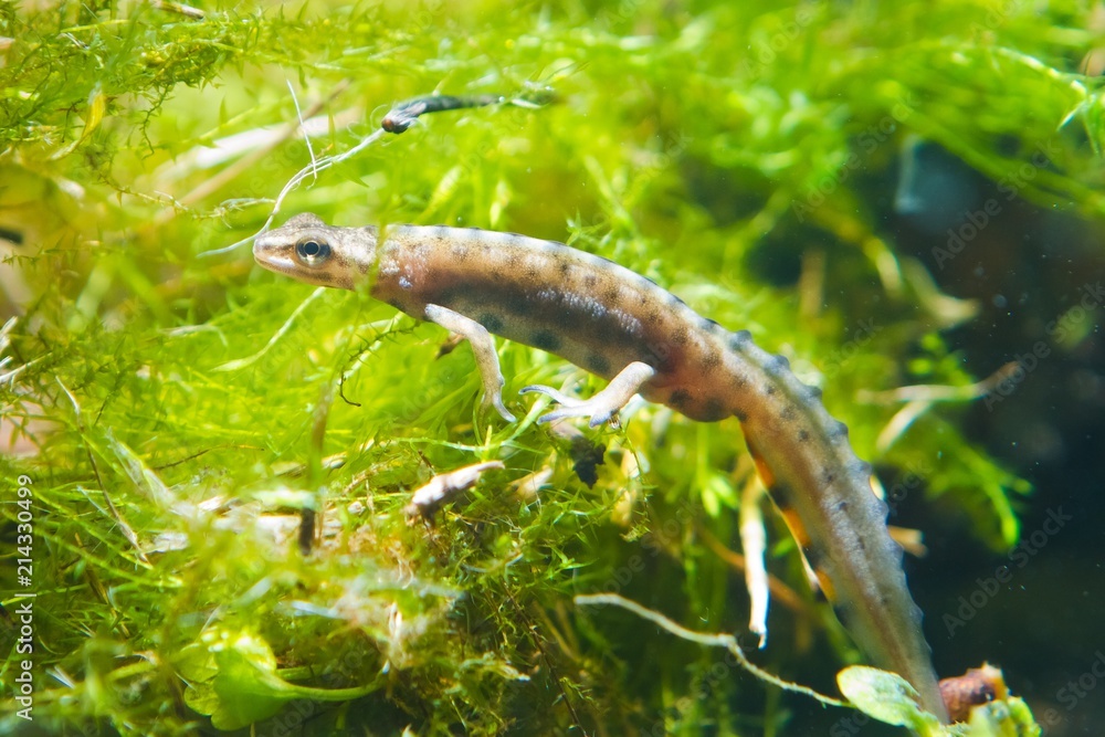 Common newt or smooth newt, Lissotriton vulgaris, male freshwater ...