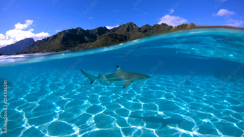 Over under sea surface sharks,tropical fish and bird ,Pacific ocean ...