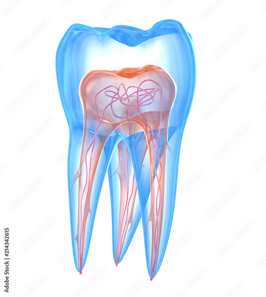 Transparent teeth. 3d renderings of endodontics inner structure over ...