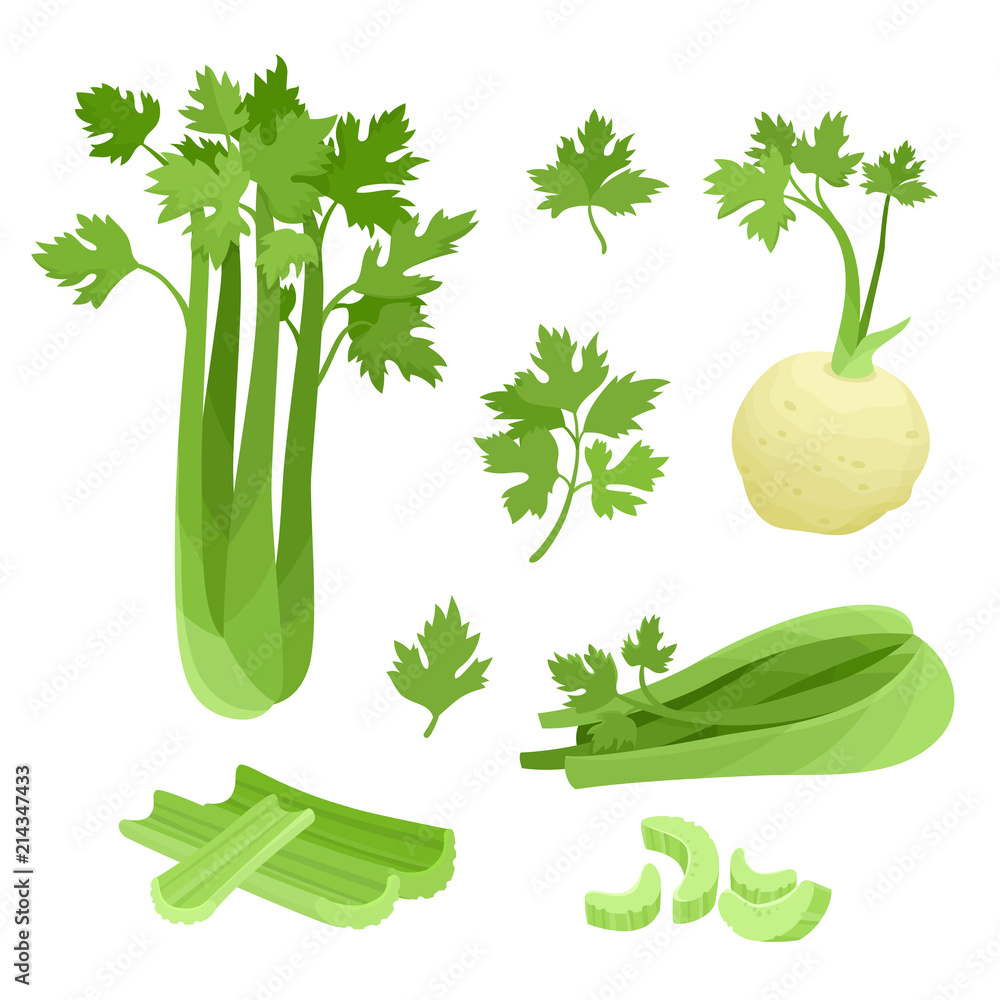 Bright vector collection of colorful celery isolated on white Stock ...