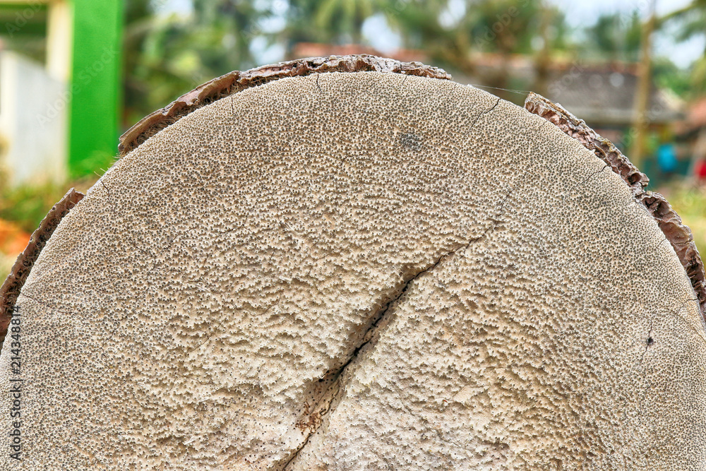 Foto de Saw cut of an old dead coconut palm (Cocos nucifera L.) with ...