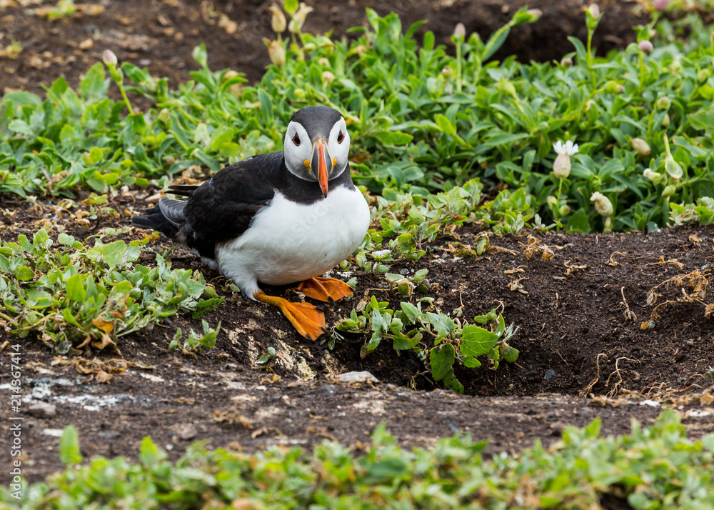 Puffin, sea bird, at burrow, at nesting site on the Farne Islands ...
