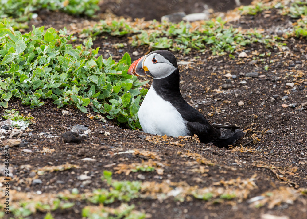 Puffin, sea bird, at burrow, at nesting site on the Farne Islands ...