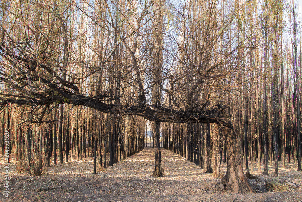 Planting trees with a fallen tree. Growing out of the normal pattern ...