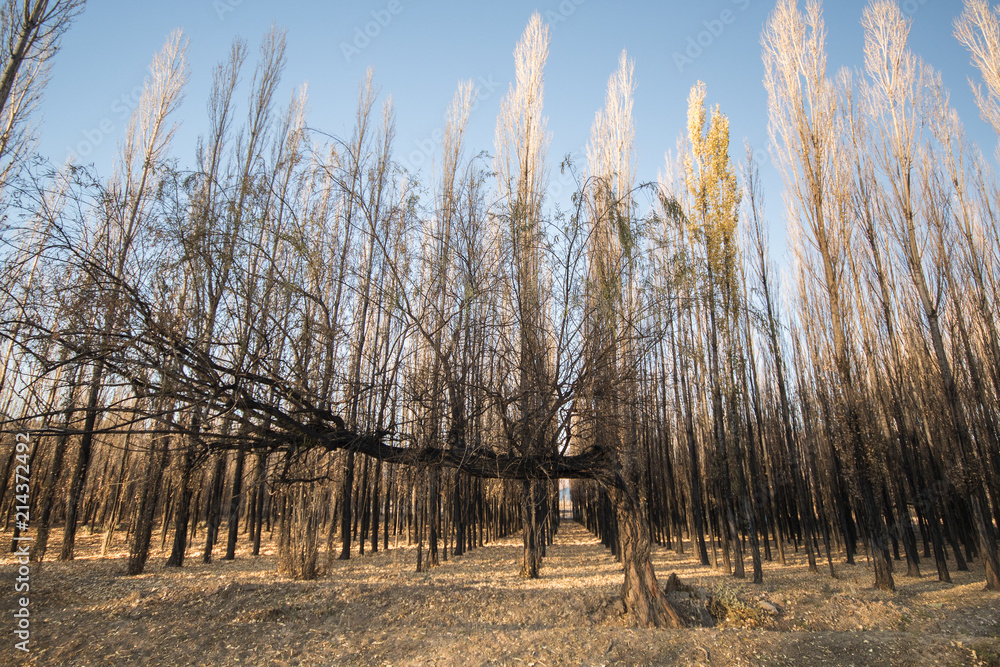 Planting trees with a fallen tree. Growing out of the normal pattern ...
