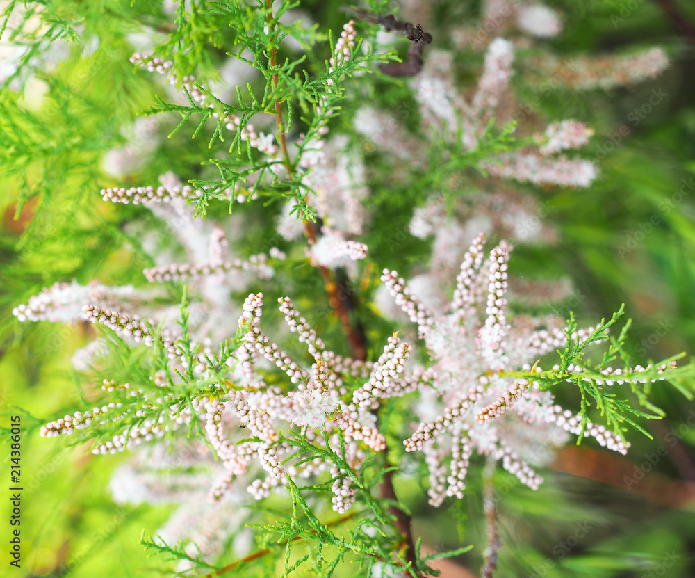 Tamarix gallica. White and pink soft flowers and buds of french ...