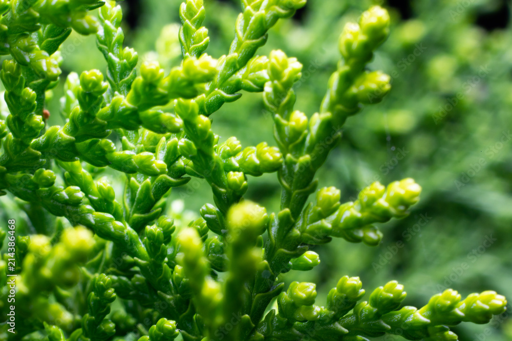 Macro photograph of the leaves of the Orientali Arborvitae, Thuja ...