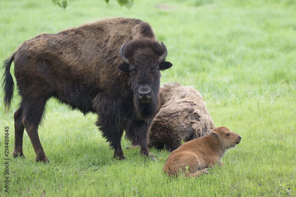 Female Bison