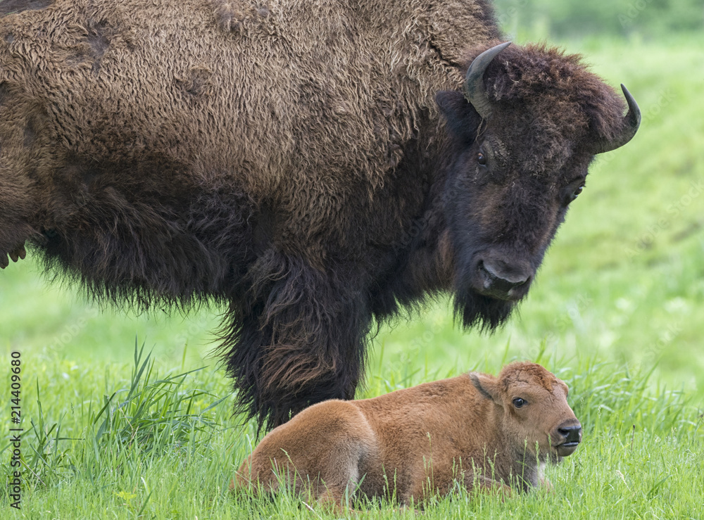 Female American bison (Bison bison) with calf Stock Photo | Adobe Stock