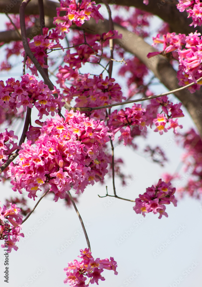 Pink Tabebuia tree close up of frilly bell shaped trumpet flowers ...