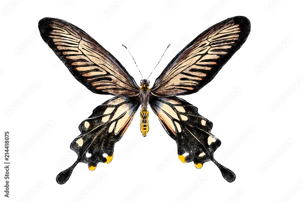 Beautiful butterfly isolated on white background. Realistic hand ...