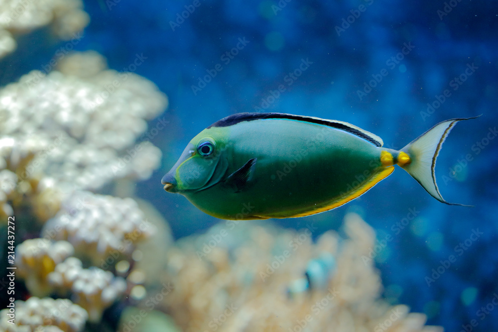 Pretty Indian Ocean Fish