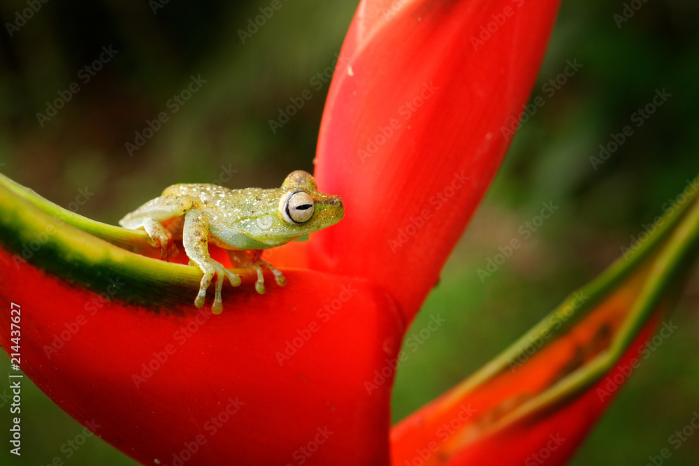Hypsiboas rufitelus, Red-webbed Tree Frog, tinny amphibian with red ...