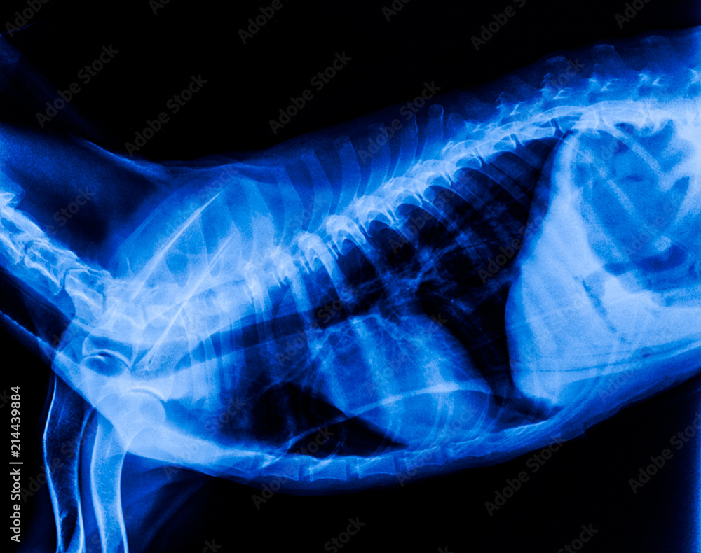 x-ray film of dog lateral view closed up in thorax standard and abdomen ...
