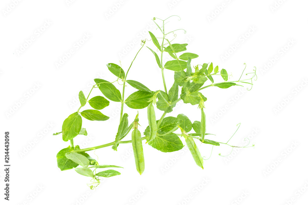 Branch of young green sugar snap peas, fresh sweet green pea pod ...