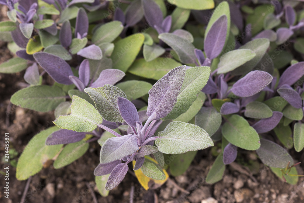 Salbei Stock Photo | Adobe Stock