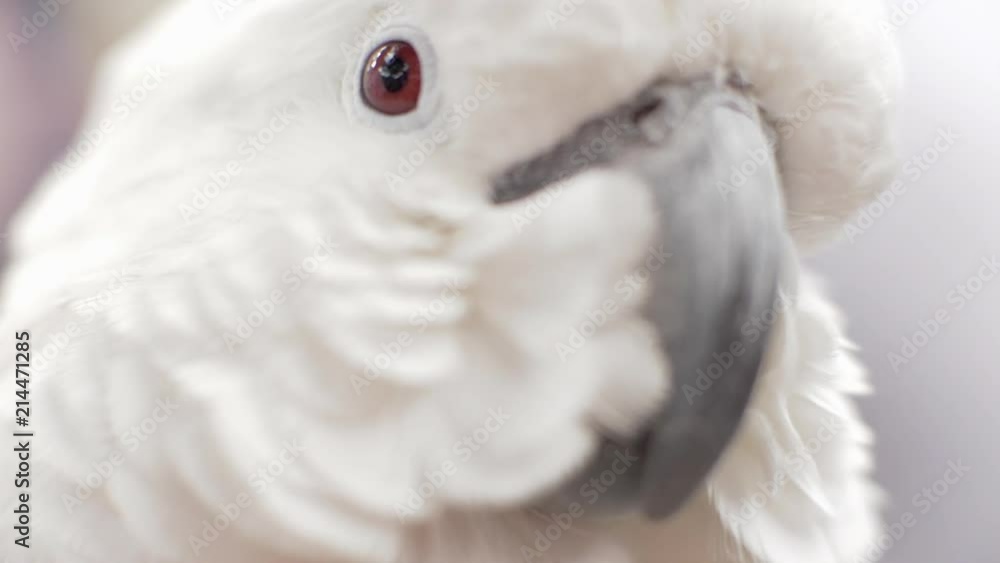Extreme Close Up of an Umbrella Cockatoo's Red Eye in Slow Motion Stock ...