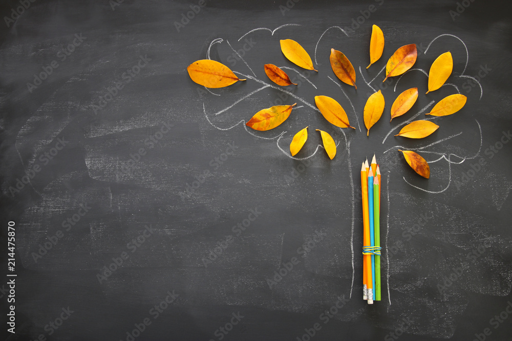 Back to school concept. Top view banner of pencils next to tree sketch ...