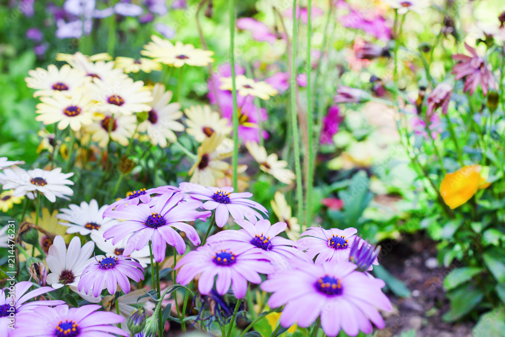 Outdoor bright spring flowers in nature background, summer flowers in ...