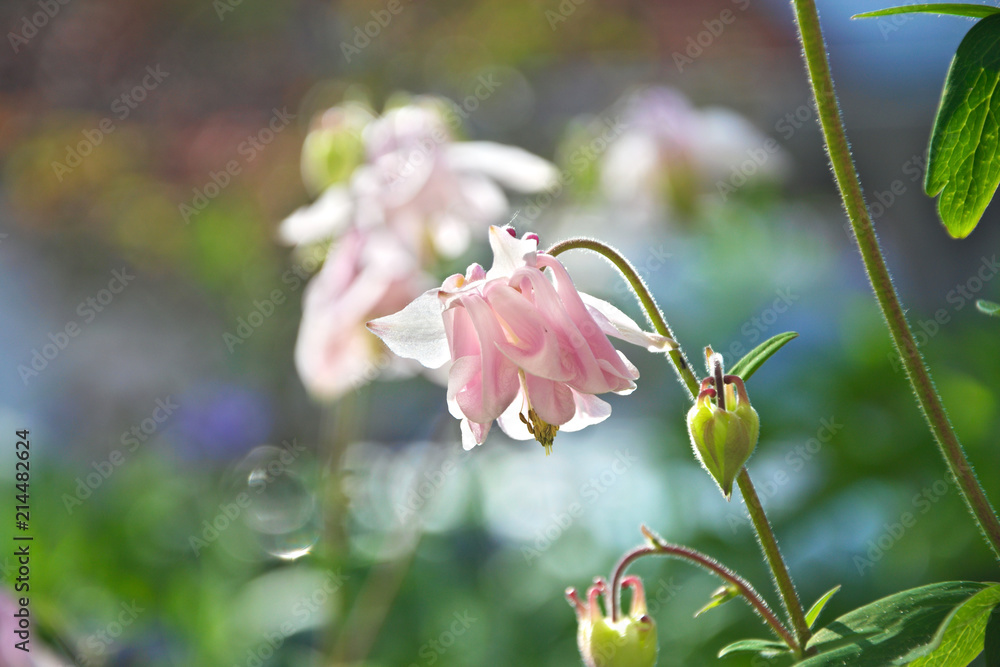 Pink spring flower Stock Photo | Adobe Stock