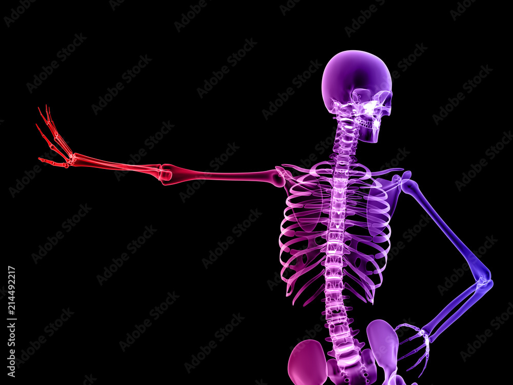 X RAY Skeleton 3D Render Stock Illustration | Adobe Stock