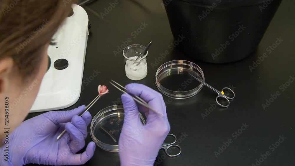 researcher scientist mouse brain dissection with forceps, over the ...