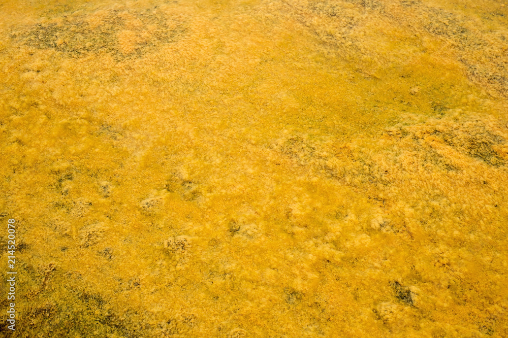 Texture abstraction of water and algae at the bottom of a drained pond ...