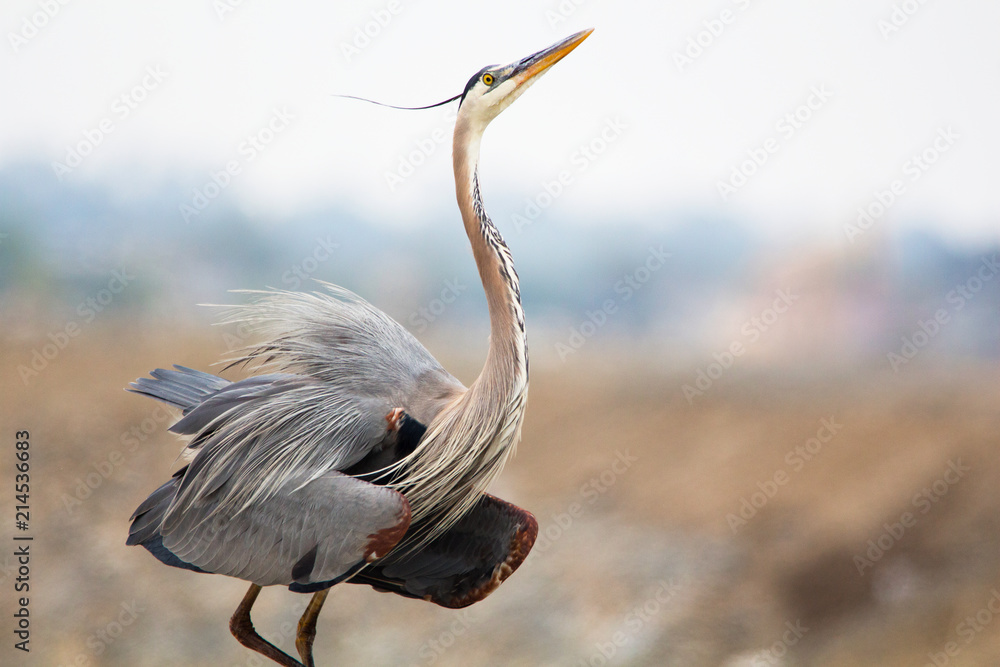 Close up of Great Blue Herron. Ardea herodias. Large wading bird found ...