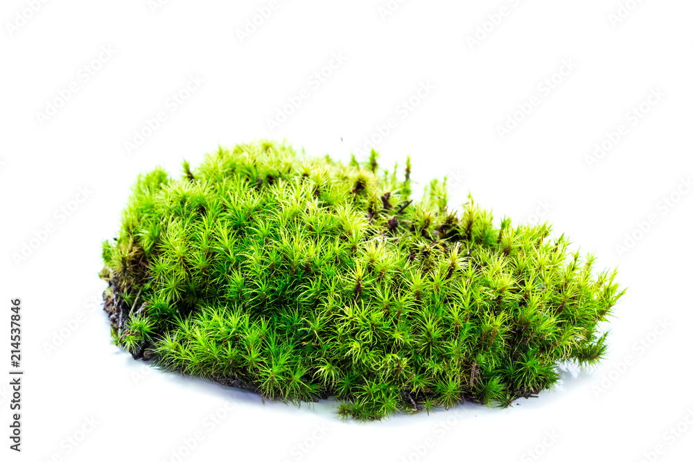 moss isolated on white Stock Photo | Adobe Stock