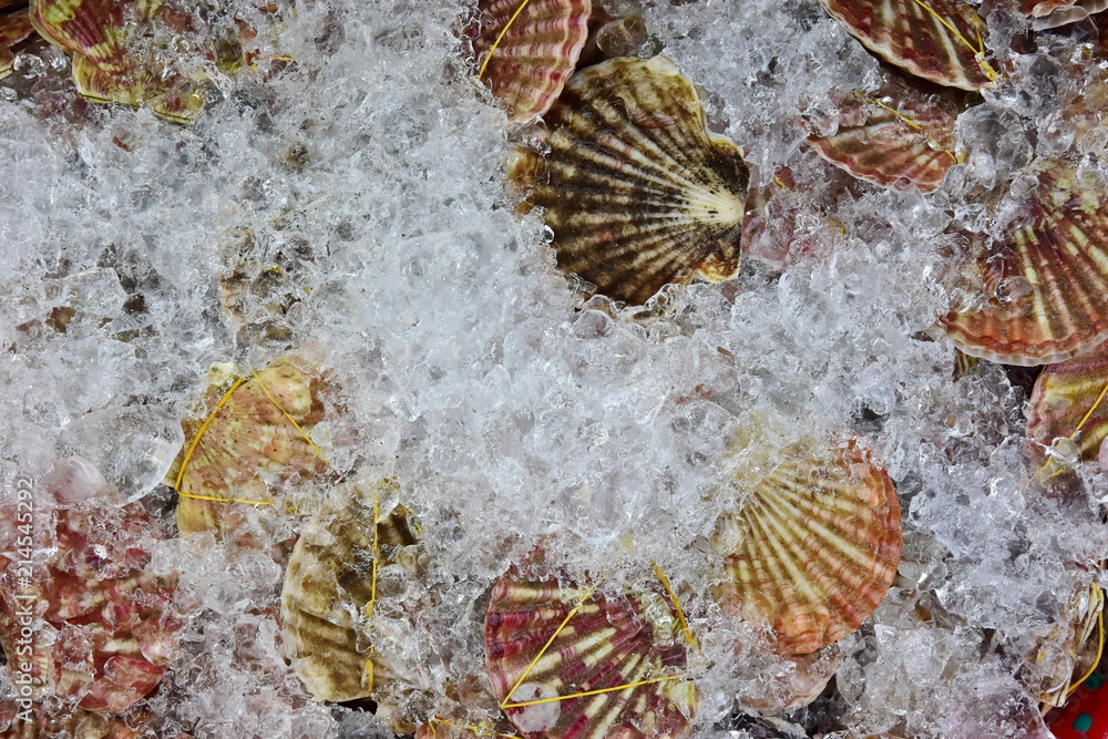 photo taken from above - Fresh Dog Conch, Wing Shell or edible sea ...