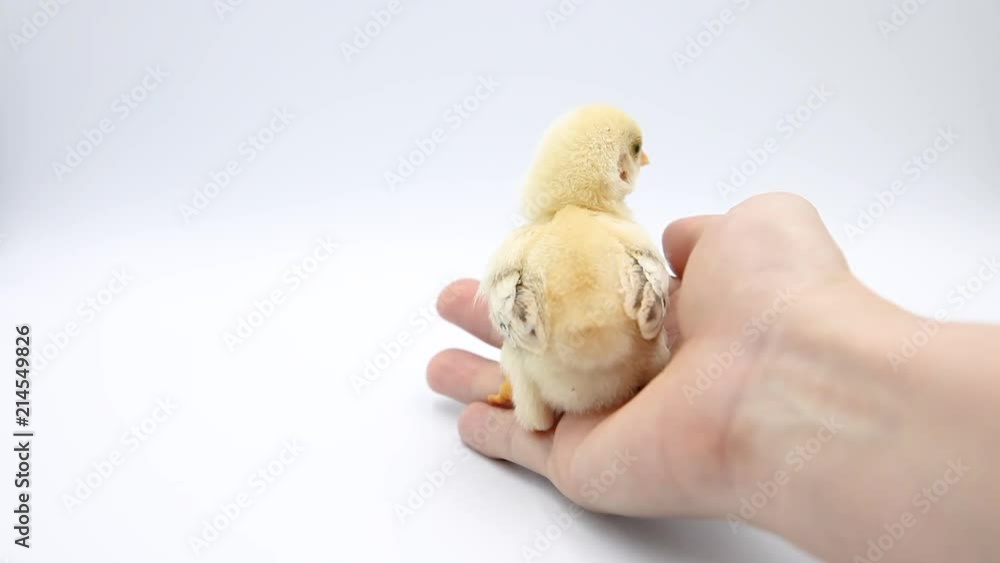 Young baby chick on palm of a woman's hand. Isolated on white ...