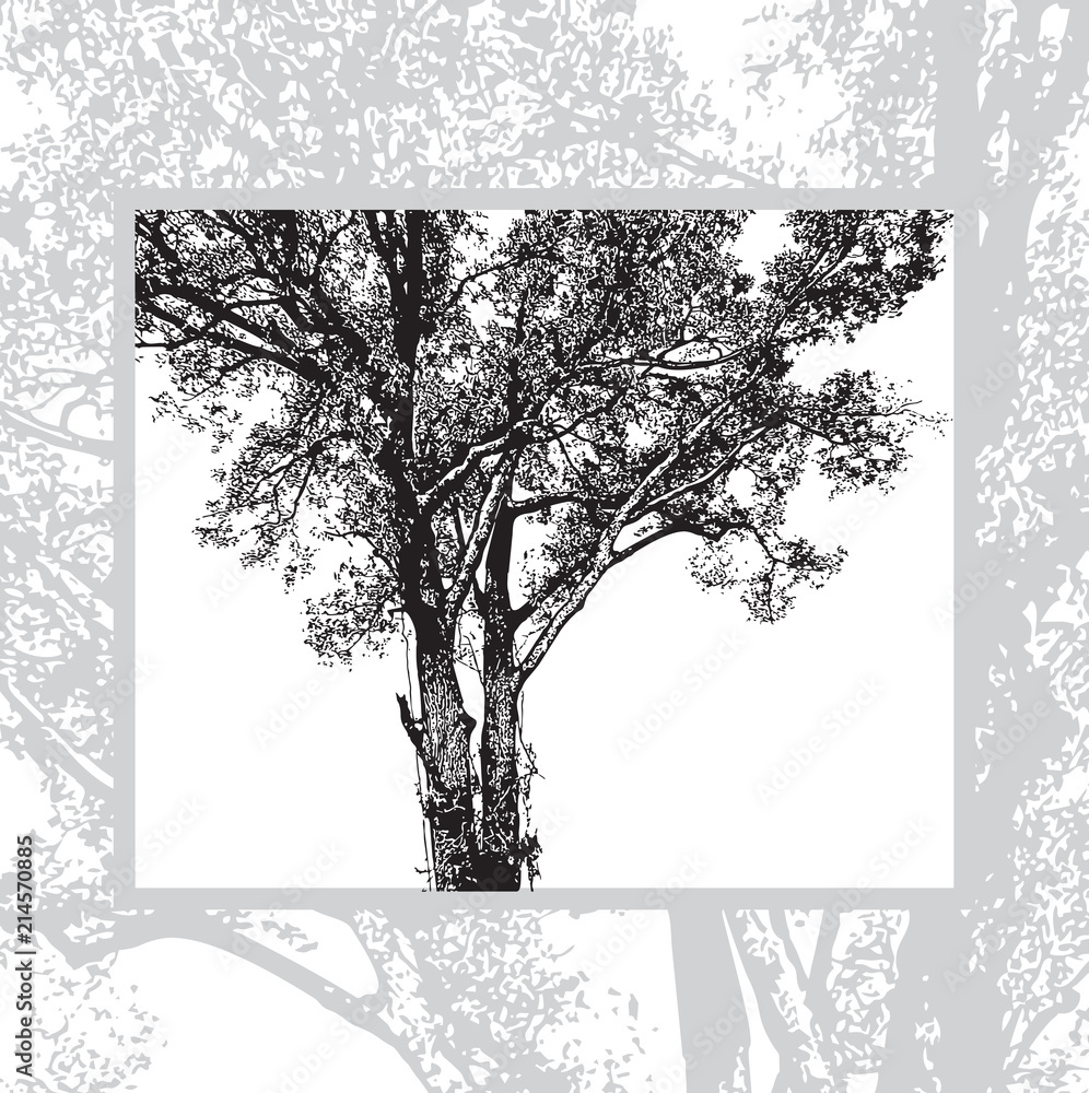 Silhouette of natural leafy tree isolated on white background ...