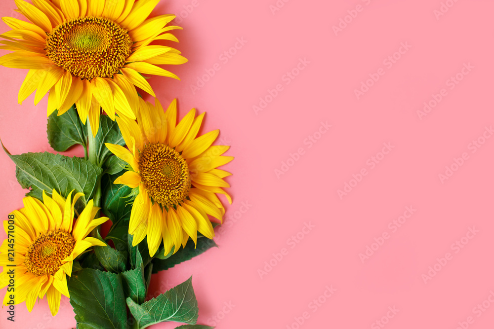 Beautiful sunflowers on pink background. View from above. Background ...