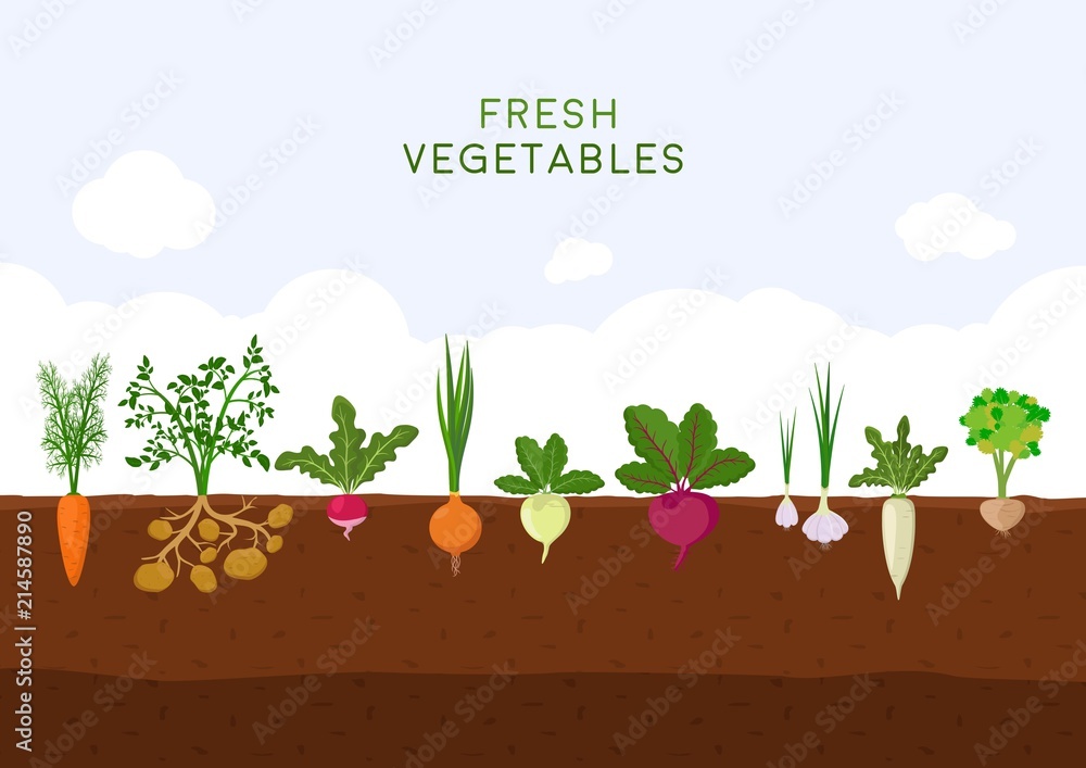 Fresh organic vegetable garden on blue sky background. Garden with ...
