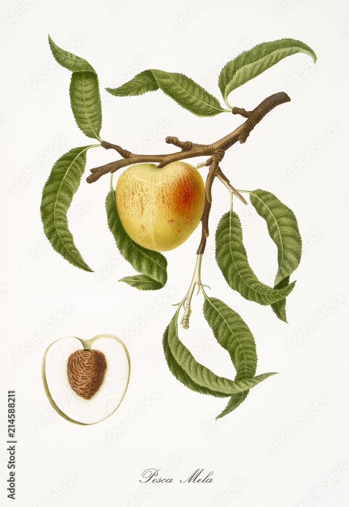 White Peach Tree Leaves