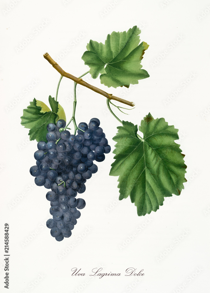 Isolated branch of black grapes, Lagrima Dolce (sweet tear) grapes ...
