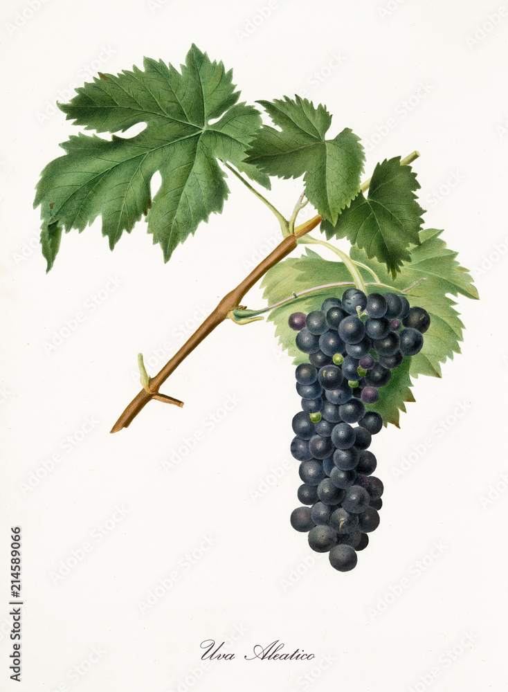 Single Black Grape