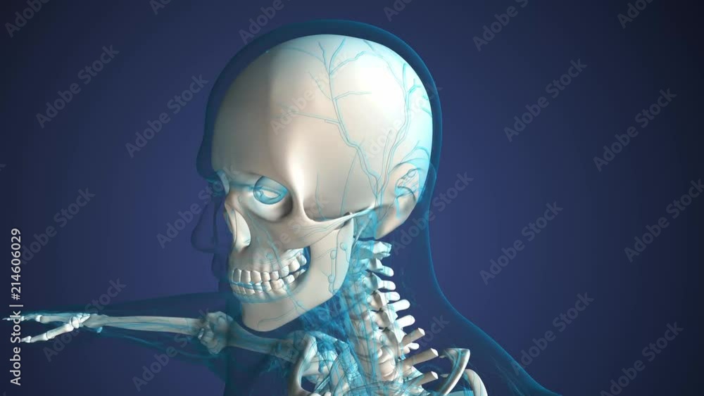 Human anatomy. The anatomical model of a human skull is rotated around ...