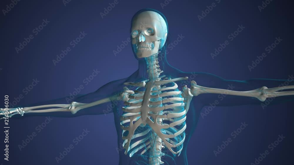 Human anatomy. The anatomical model of a human skeleton is rotated ...