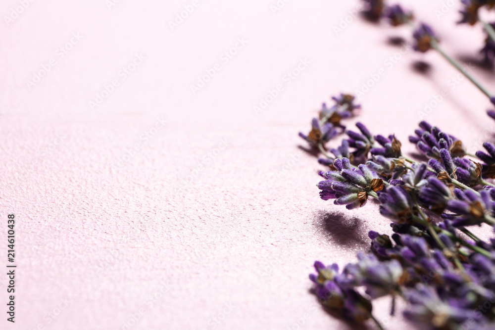 Beautiful lavender on color background Stock Photo | Adobe Stock